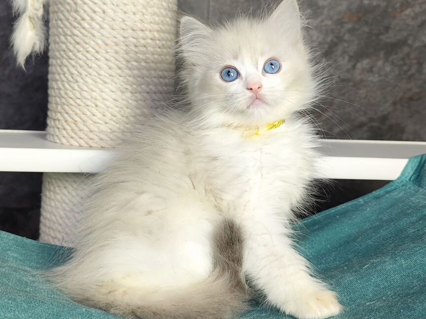 Tina, рэгдолл с родословной