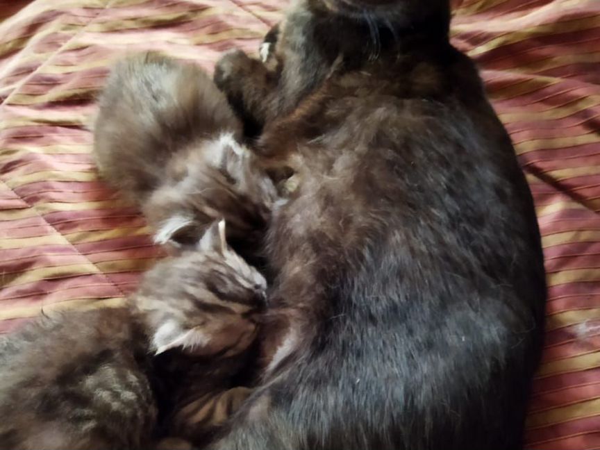 Кошки в добрые руки бесплатно