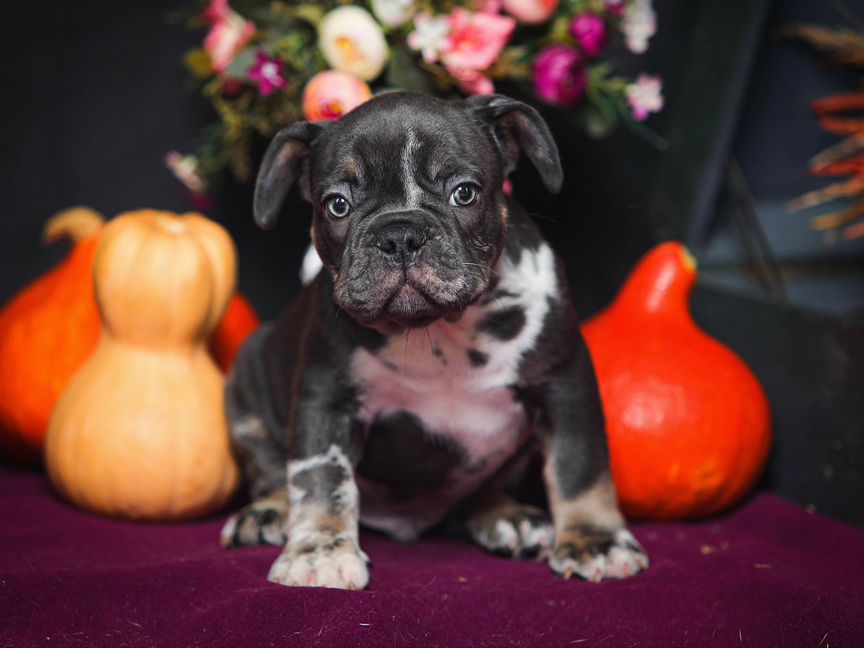 Мерль:щенок 2 месяца, будущий чемпион