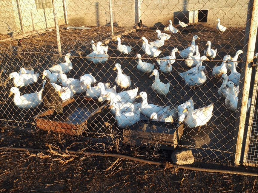 Утка бройлер ск 6