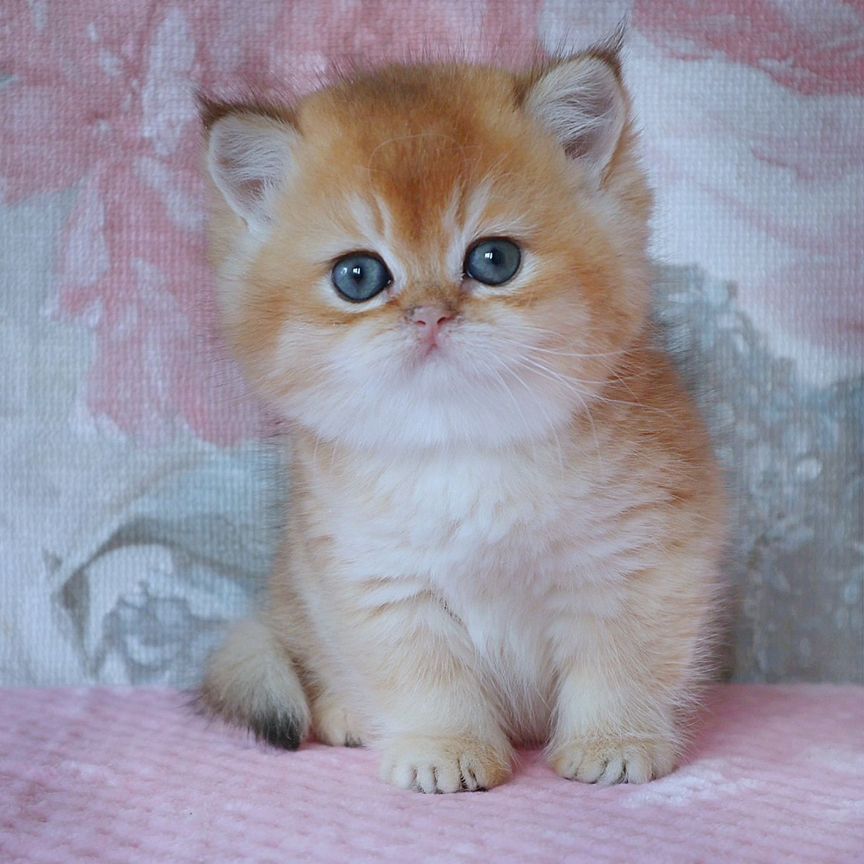 Британские котята золотая шиншилла