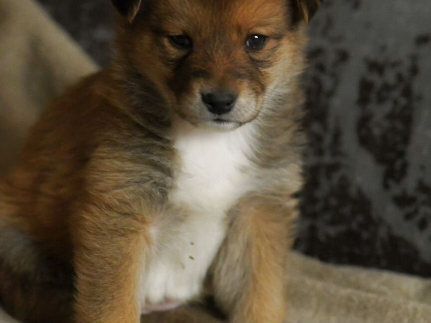 Щенок в добрые руки