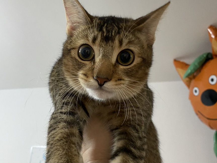 Кошка бесплатно