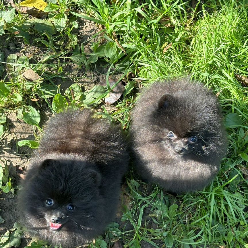 Померанский шпиц мальчики