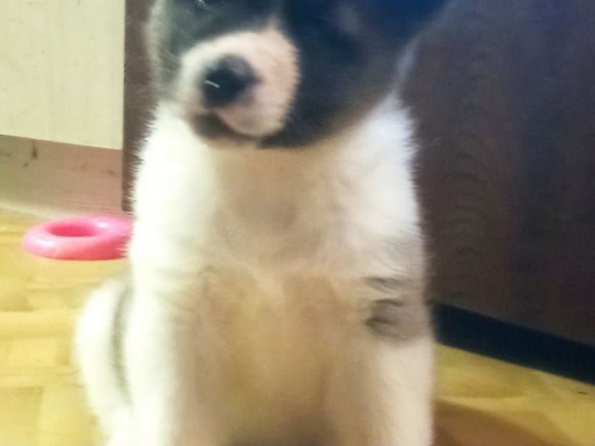 Щенок Американская акита