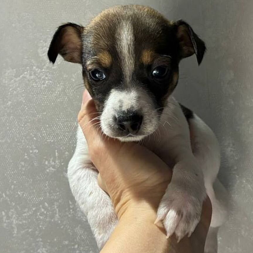 Джек-рассел-терьер, щенок