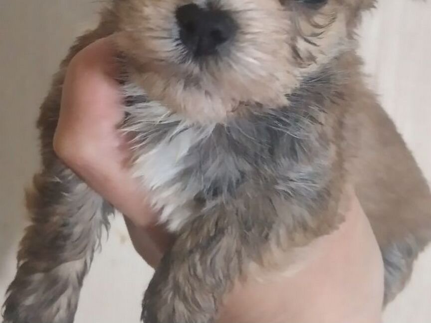 Мальтезе с йорком