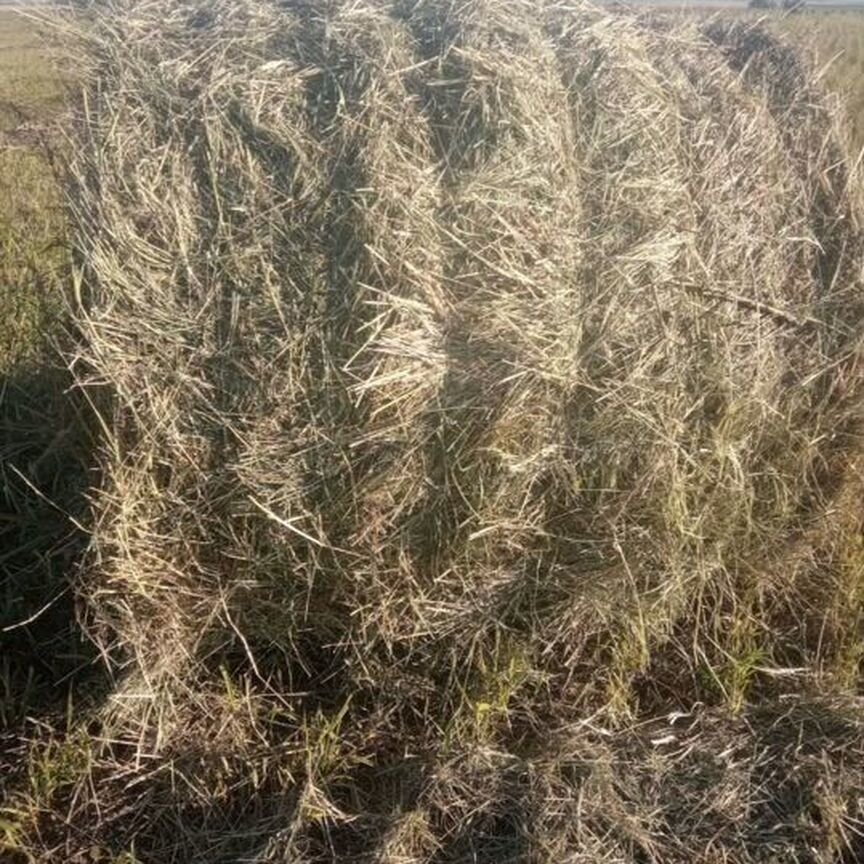 Сено суданка