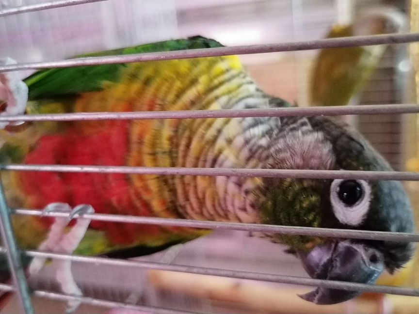 Попугай Пиррура Молине буроухая