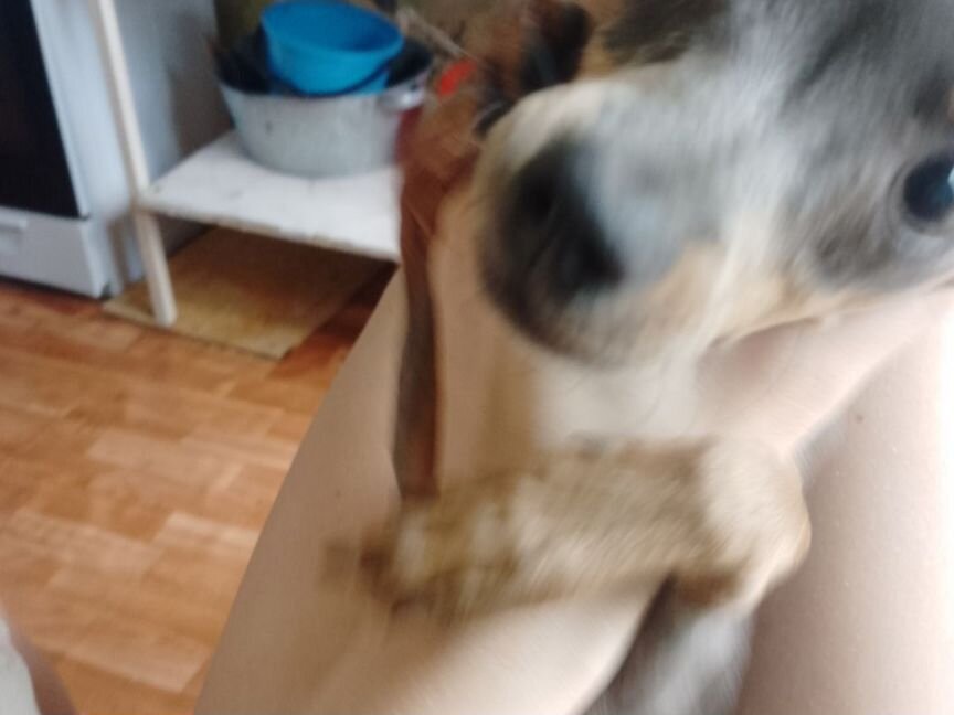 Маленькая собака той-терьер