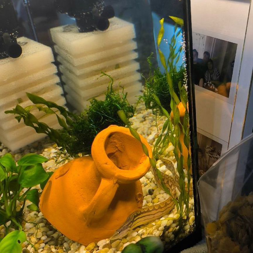 Мастацембелус