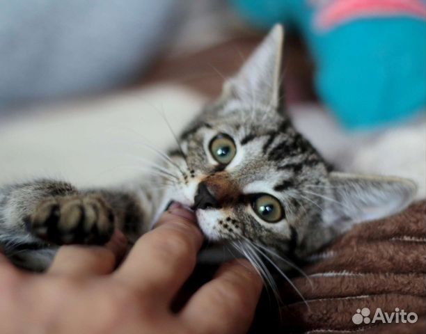 Котенок ищет дом