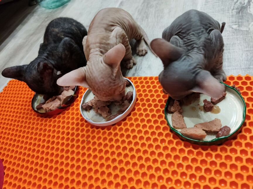 Продам котят Донского сфинкса