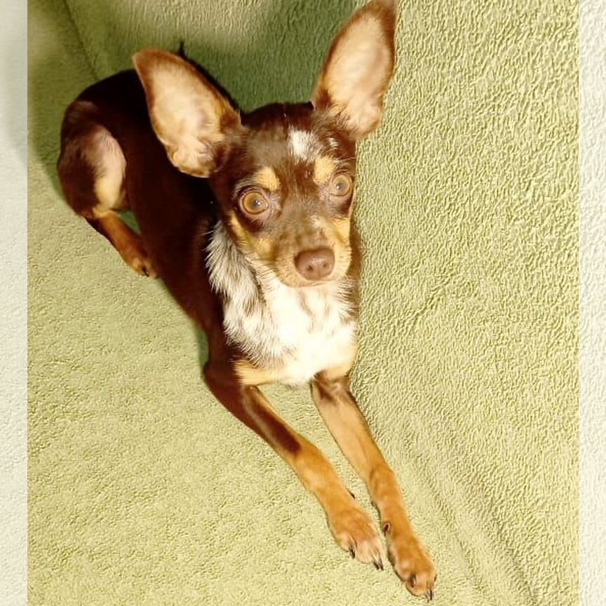 Русский той-терьер, щенок