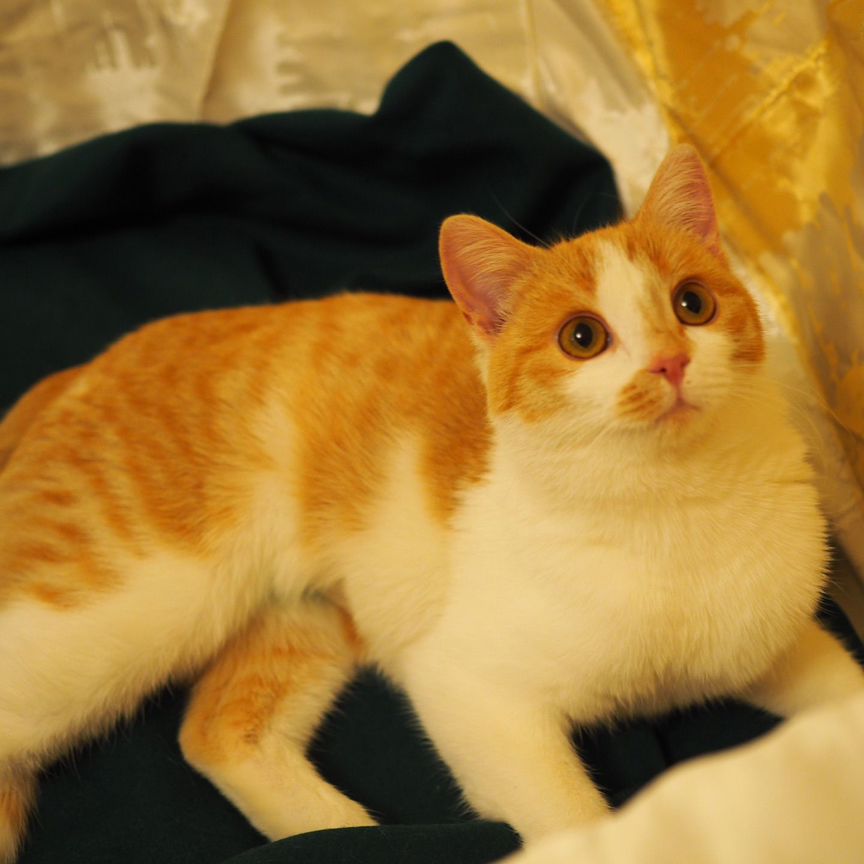 Рыженькая стерилизованная Ириска в дар