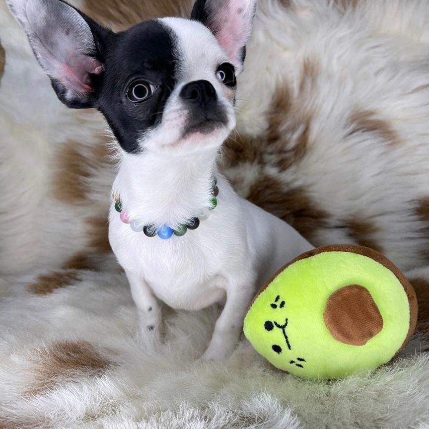 Luxury Мальчик Чихуахуа