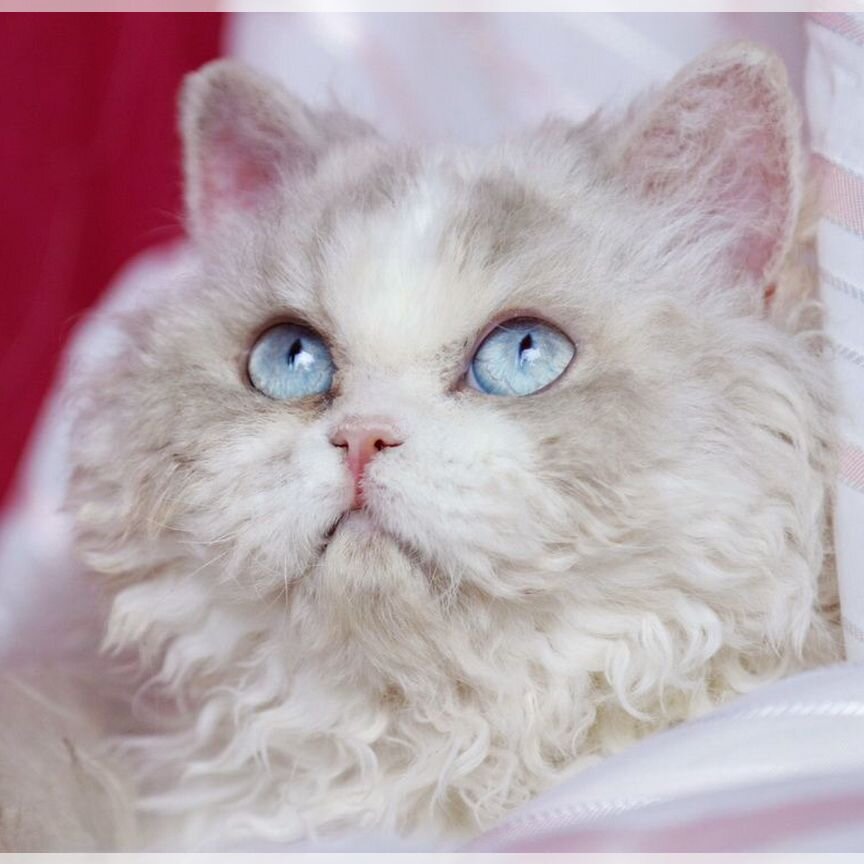 Селкирк-рекс длинношёрстный котёнок