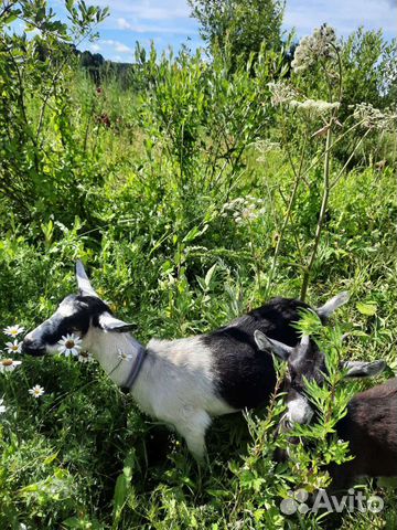 Коза окраса пиакок с козочкой