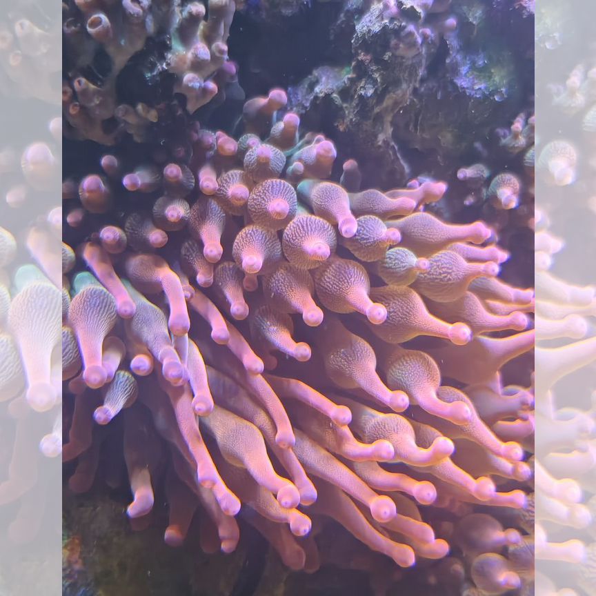 Актиния квадриколор