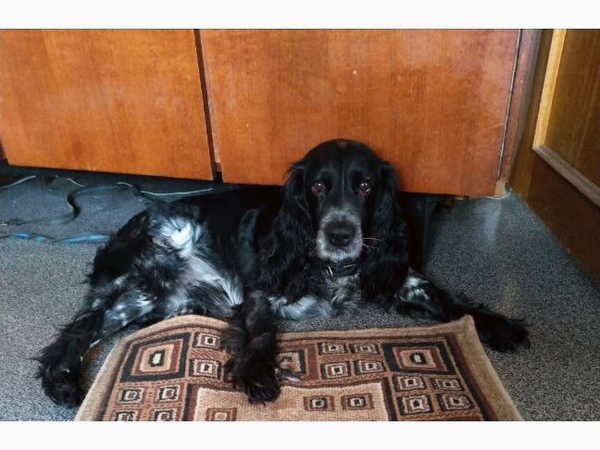 Собака в добрые руки отдам бесплатно, 10 лет