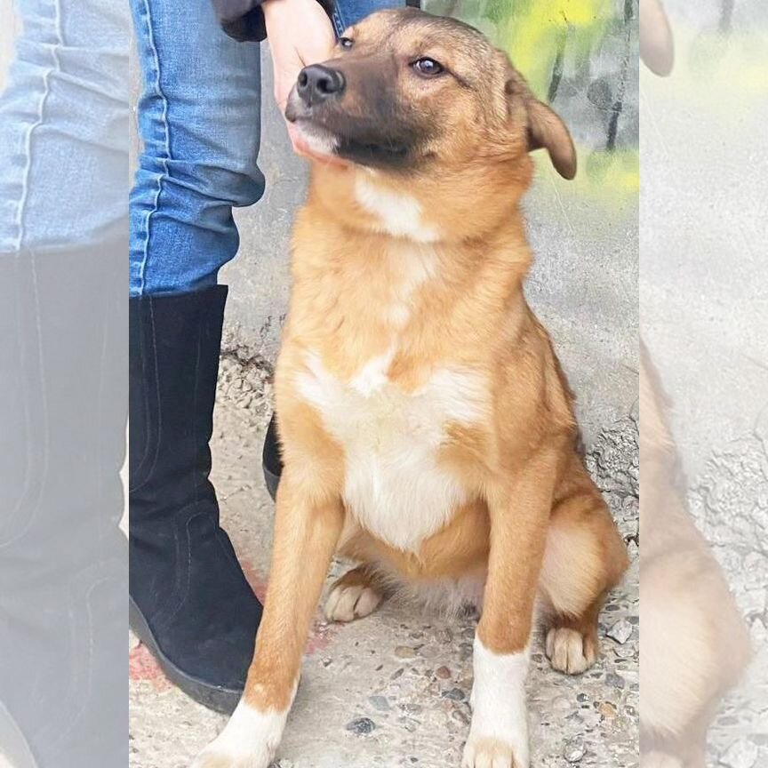 Собака в добрые руки