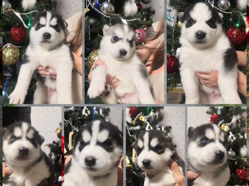 Сибирский хаски