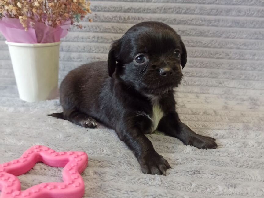 Чиходетки стандарт Бердск длинношёрстные