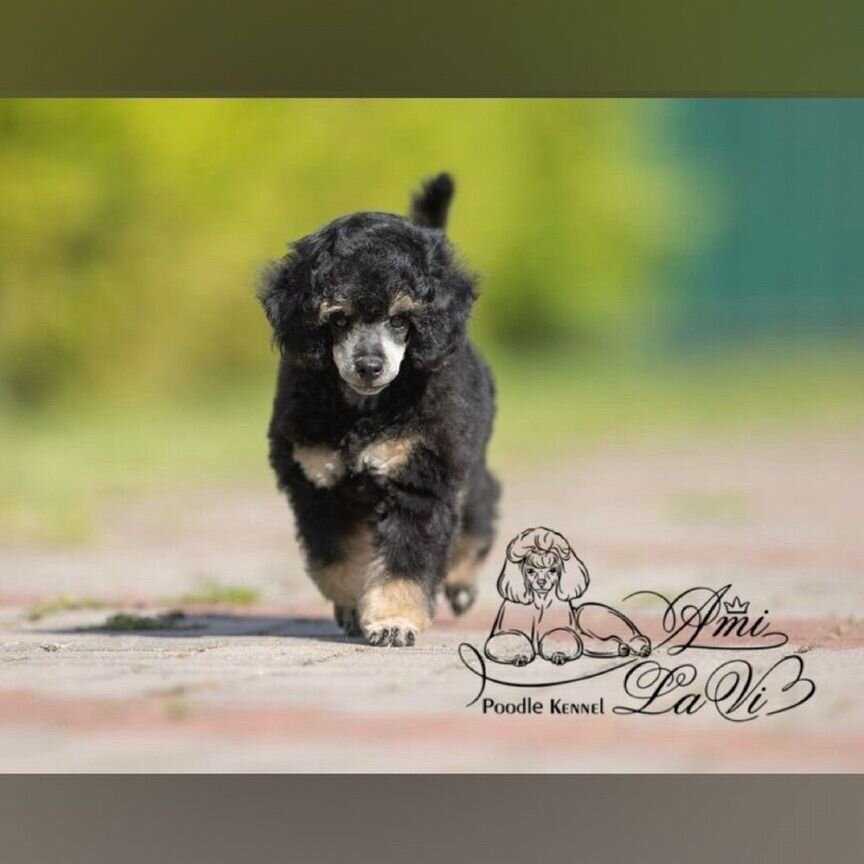 Пудель миниатюра кобель