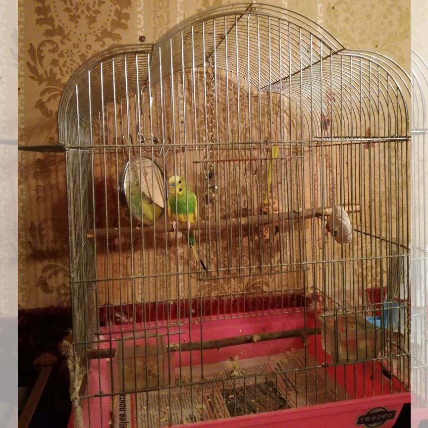 Волнистый попугай, бесплатно