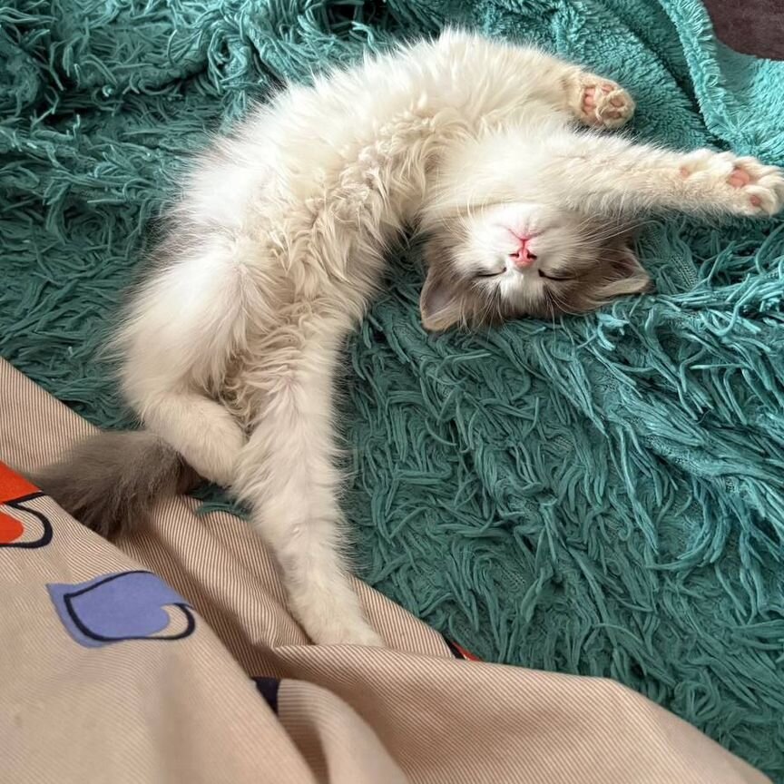 Котенок девочка