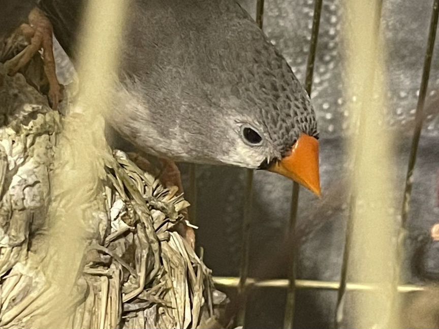 Амадин зебровый самка