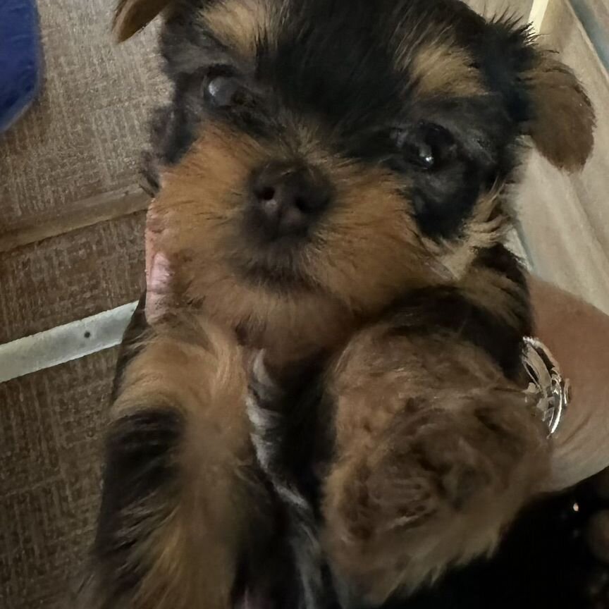 Йоркширский терьер мини щенки