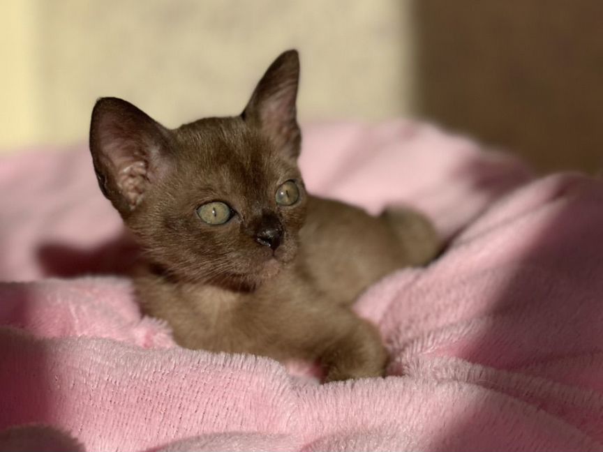 Бурманские котята из питомника