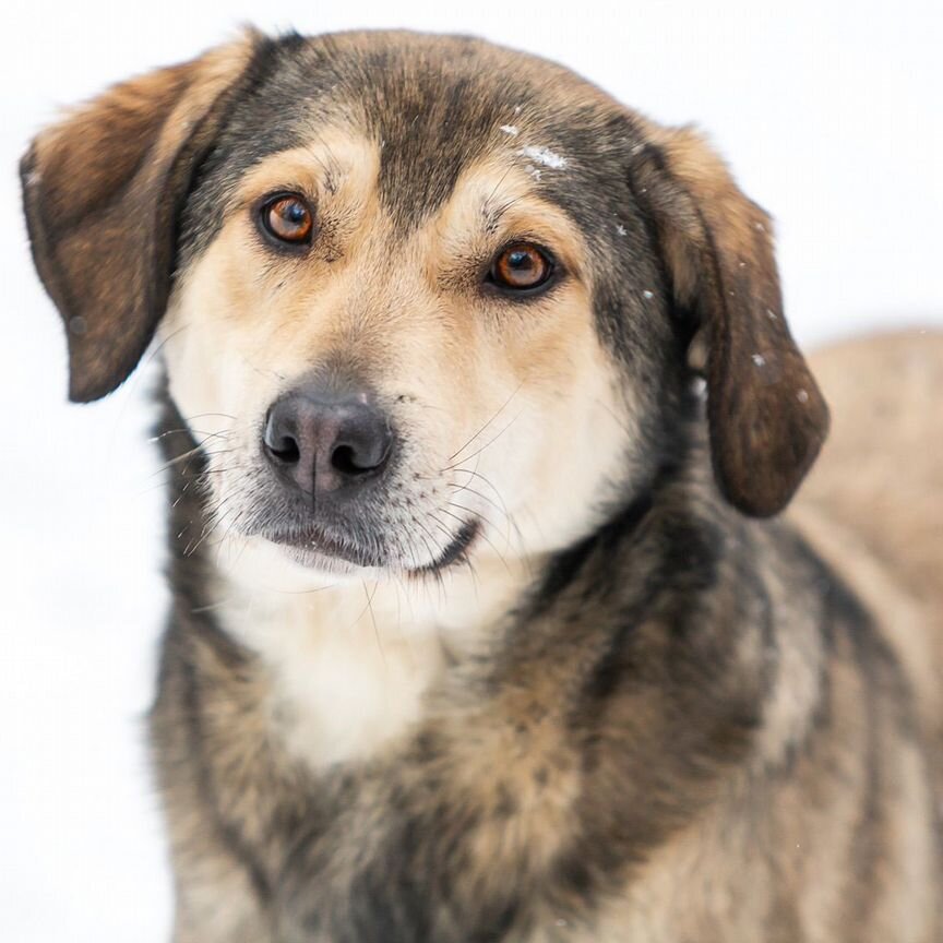 Взрослая собака в добрые руки