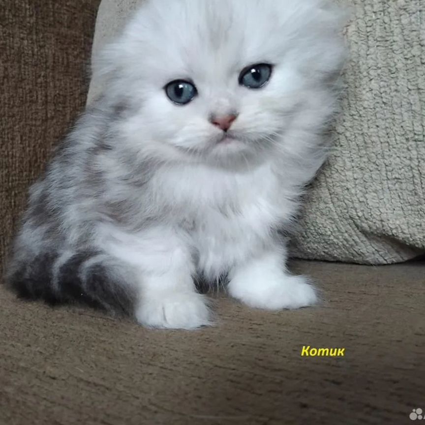 Продам котенка шотланского