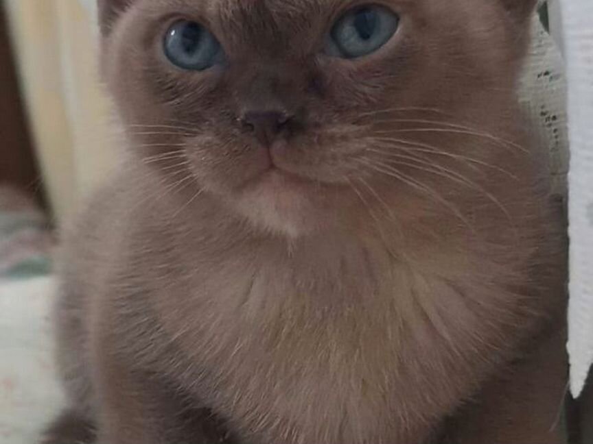 Бурманская Евро