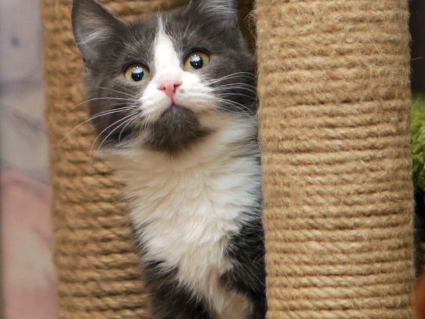 Кошка