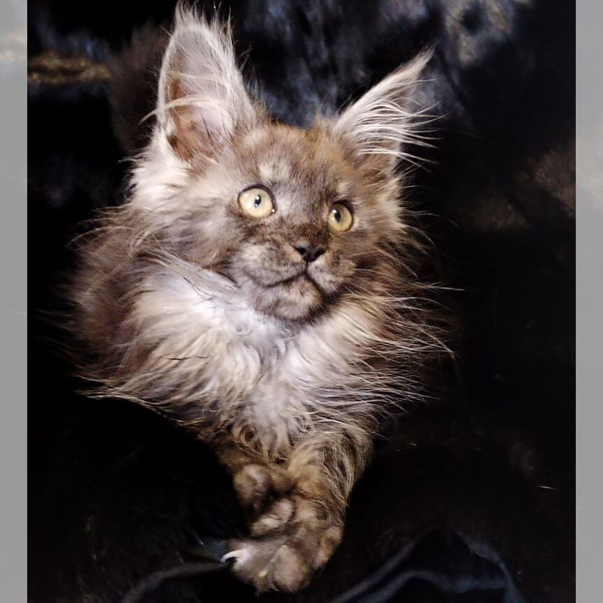 Мейн-кун котёнок