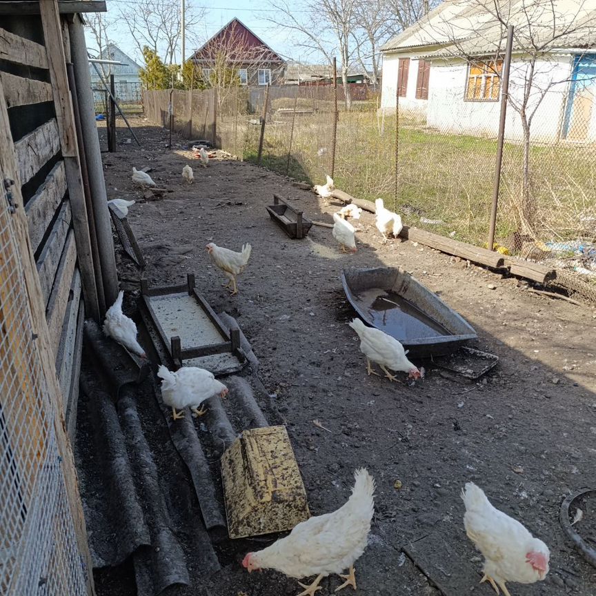 Продам куры несушки им год