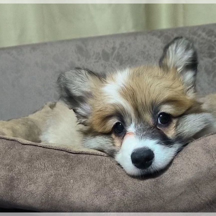 Вельш Корги Пемброк, щенок