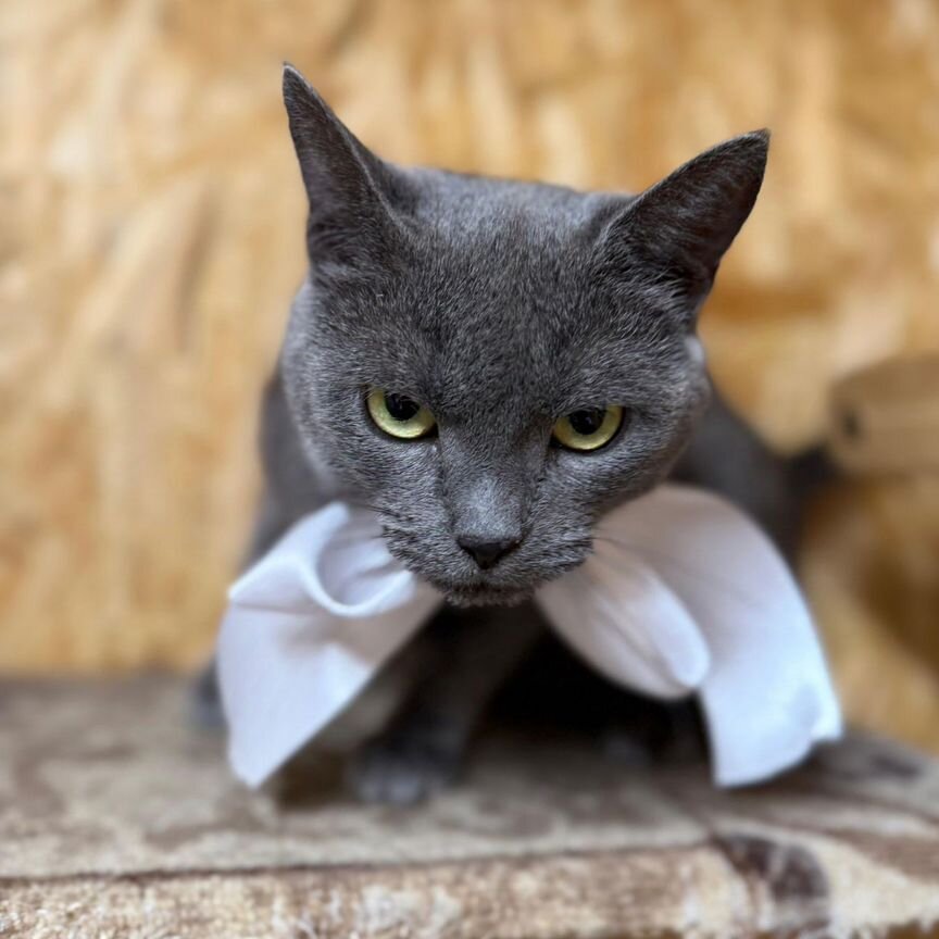 Кошка Пудра ждёт хозяина в приюте