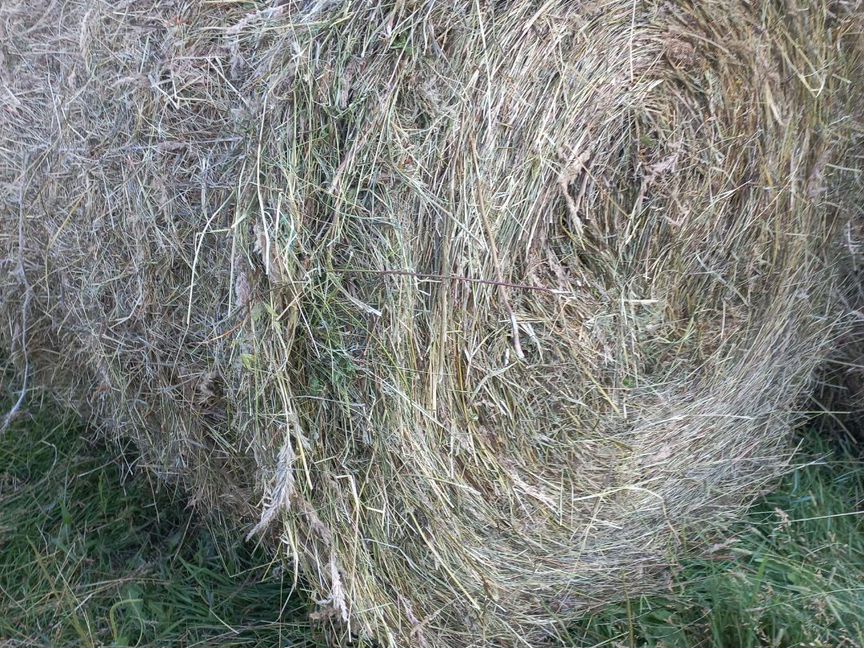 Продам сено в рулонах