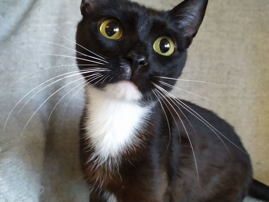 Котик Оззи жлёт хозяина