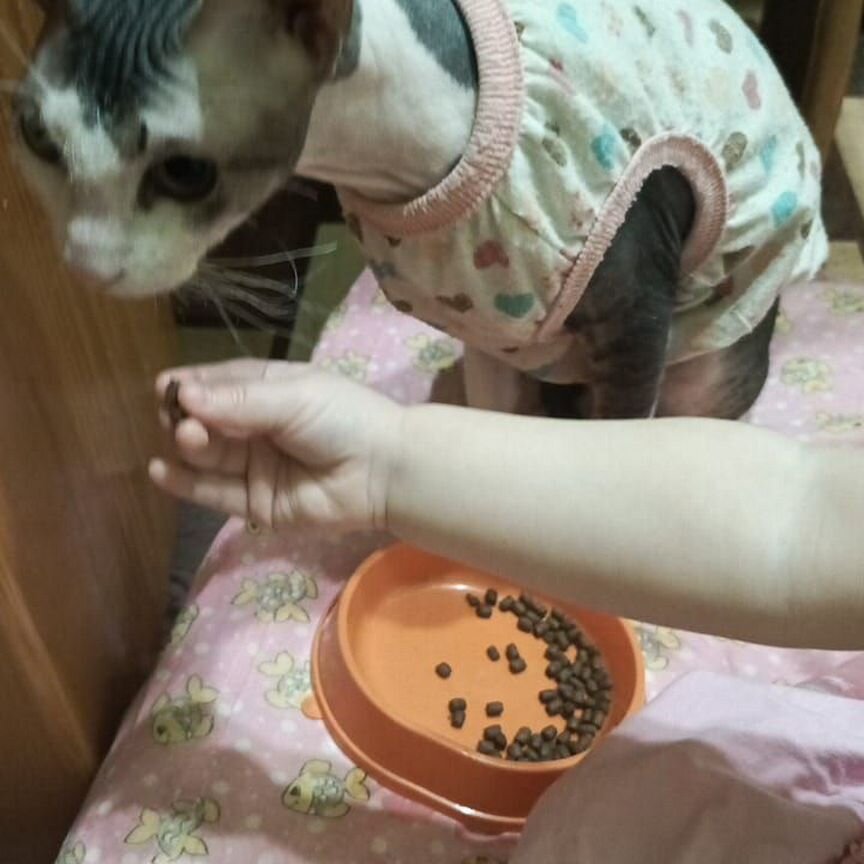 Канадский сфинкс котенок