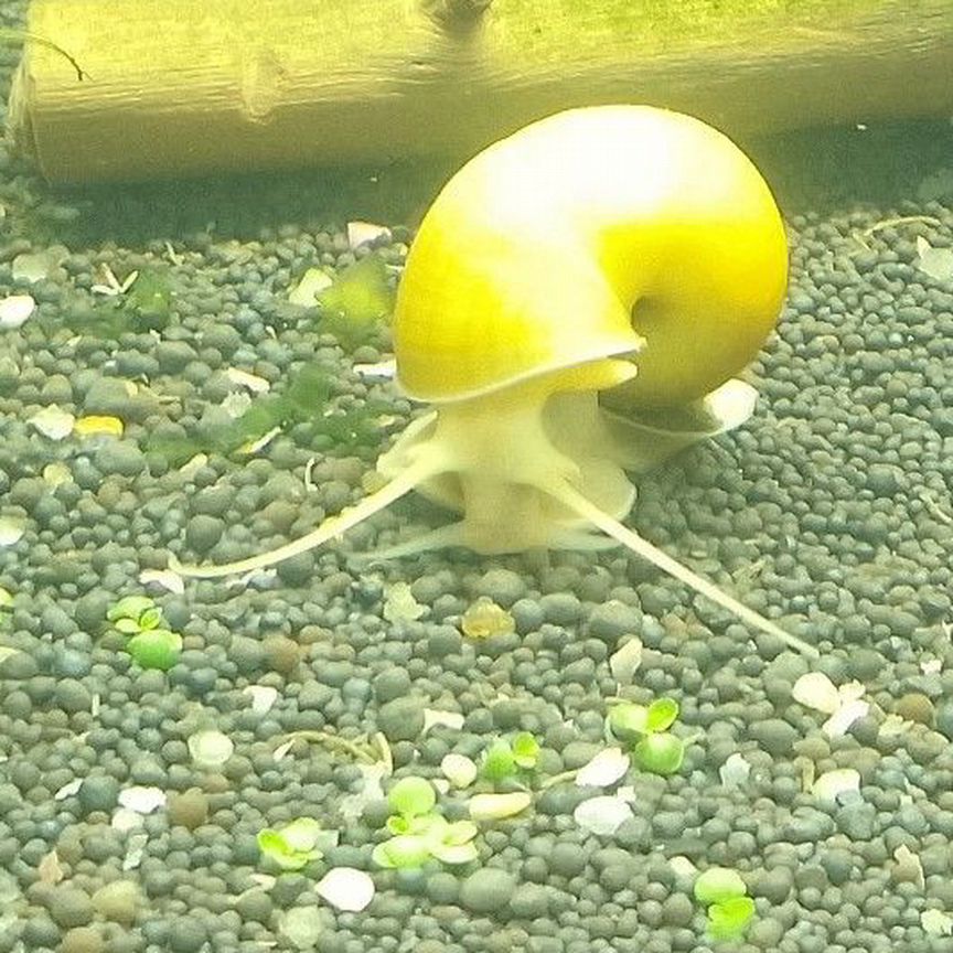 Аквариумные улитки и растения