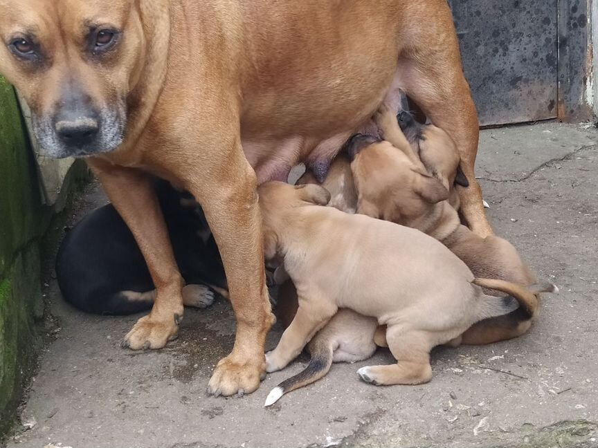 Стаффордширский терьер, щенки смешные с дварнягой