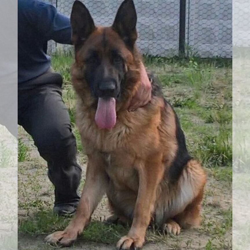 Потерялась немецкая овчарка