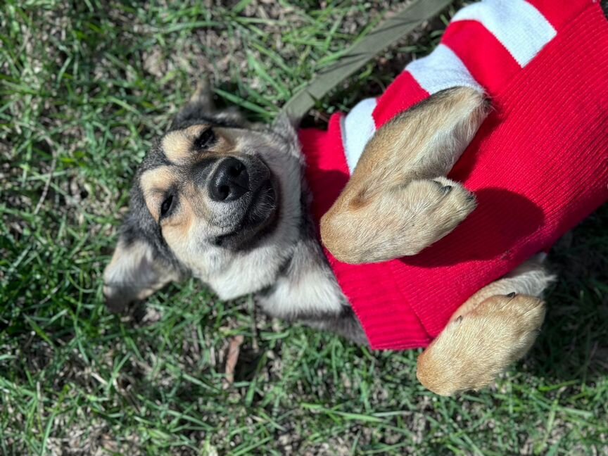 Отдам щенка из приюта. Тутси