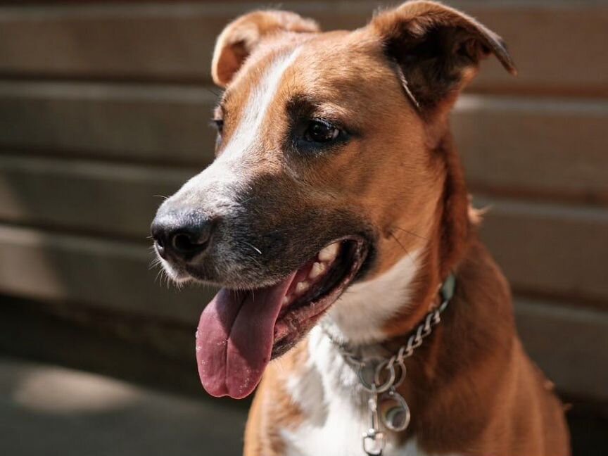 Стаффордширский терьер