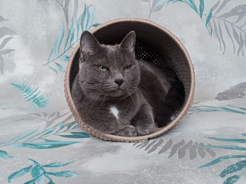 Домик для котёнка